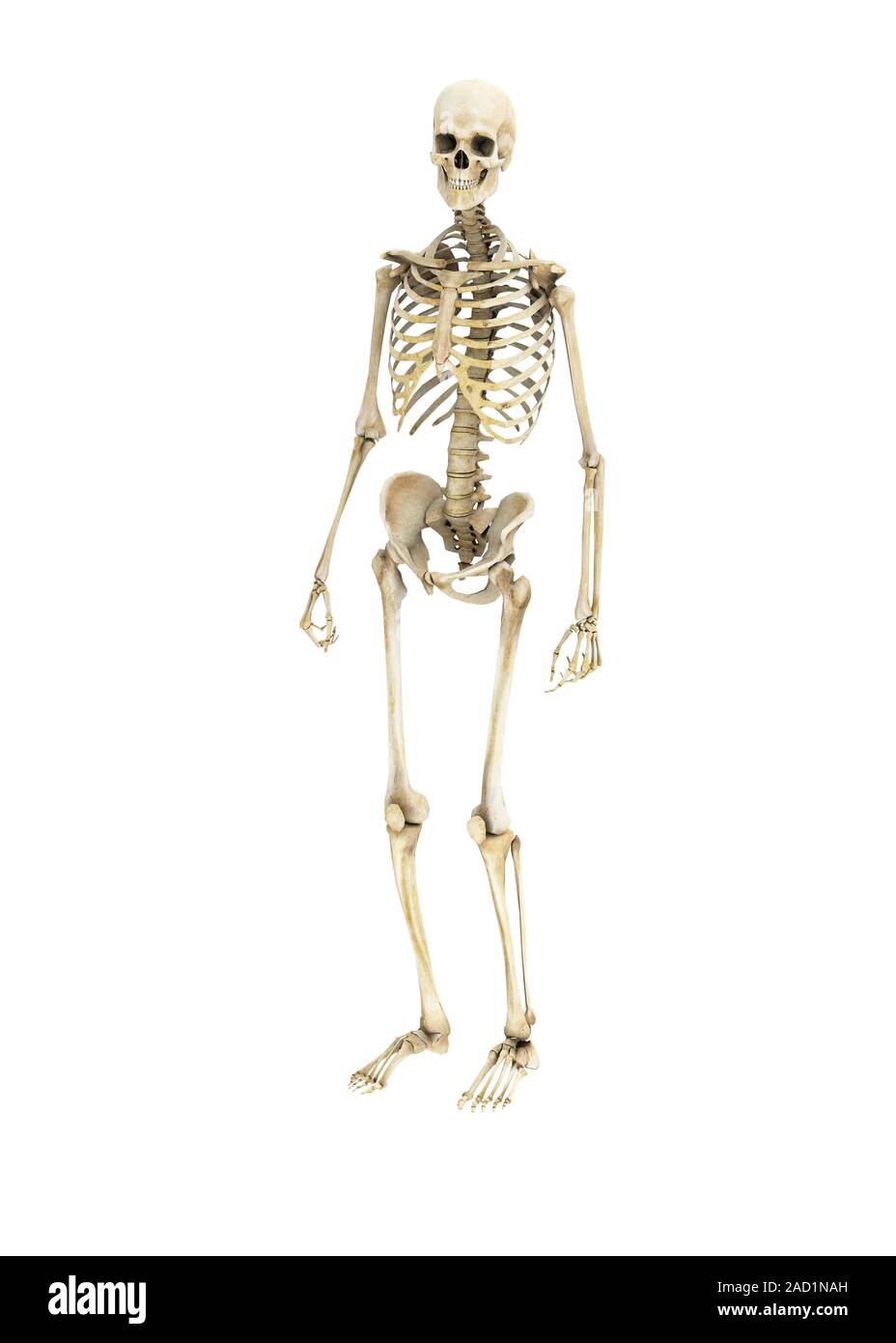Human skeleton. Computer illustration of a male human skeleton Stock ...