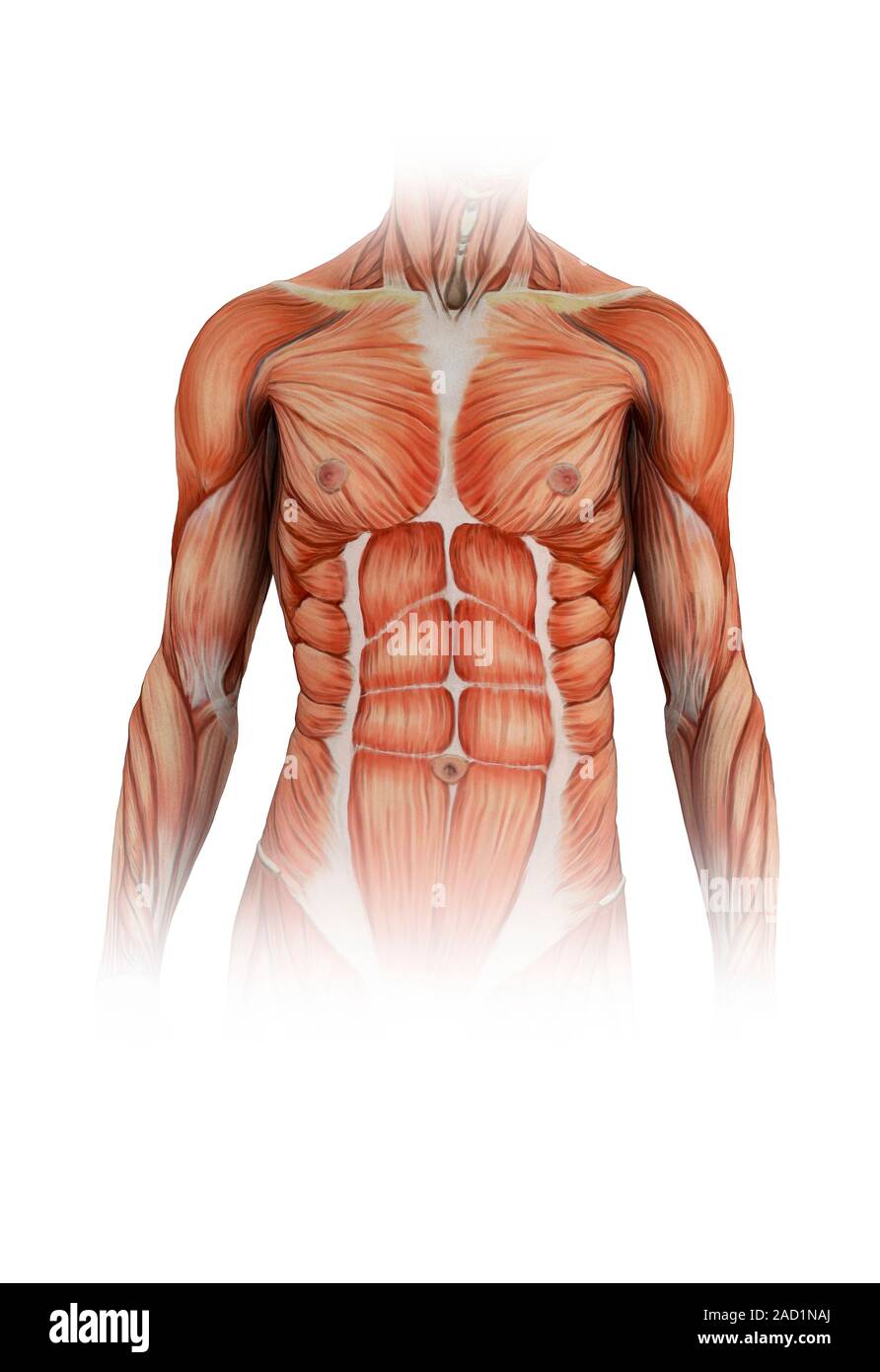Human anatomy. Computer illustration of male torso showing the skeletal ...