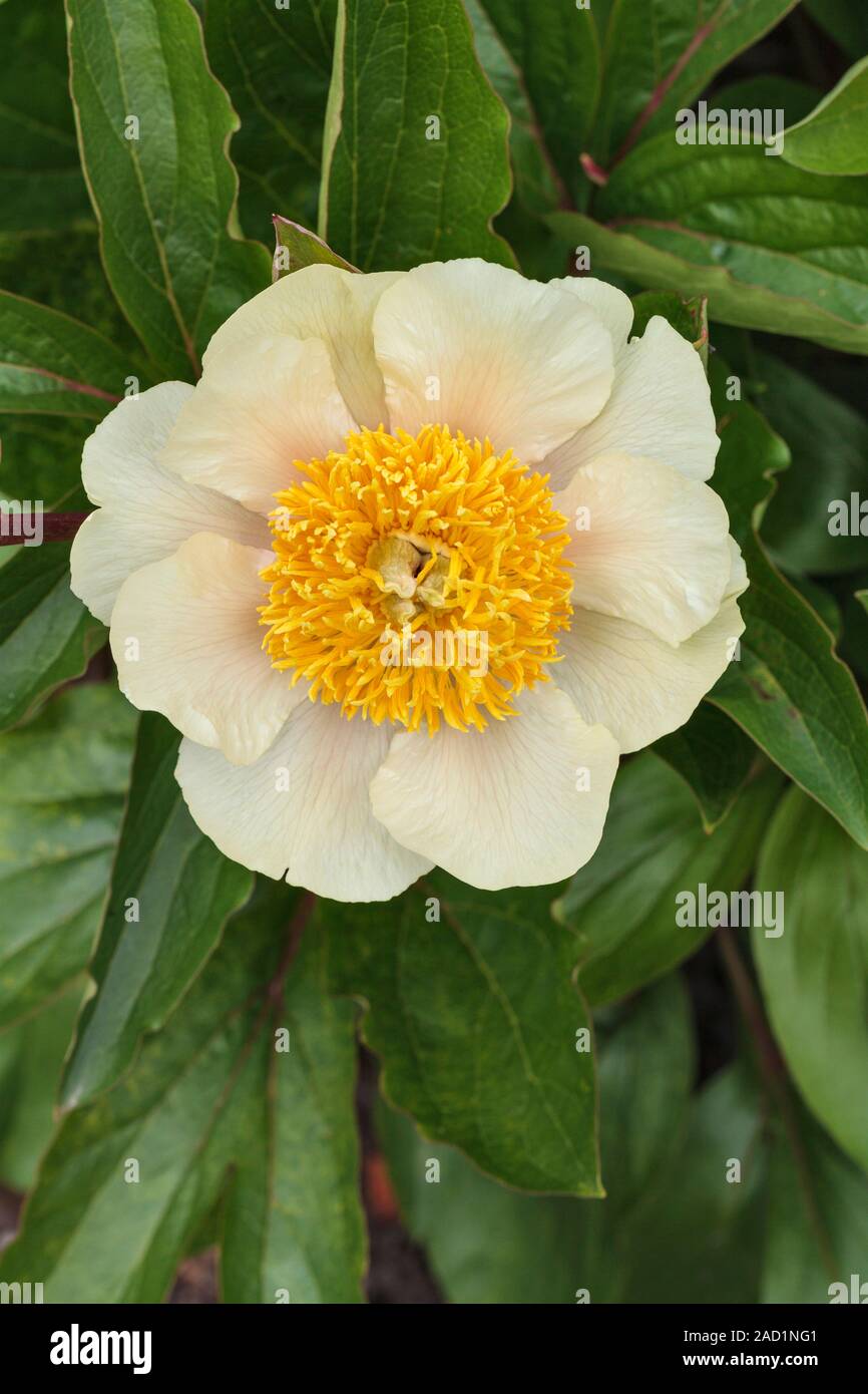 Paeonia 'Cliare De Lune' Stock Photo - Alamy