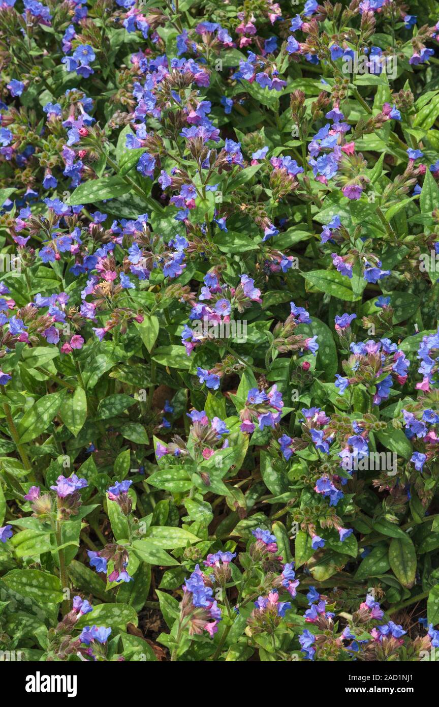 Pulmonaria angustifolia 'Lewis Palmer'. syn Pulmonaria saccharata ...