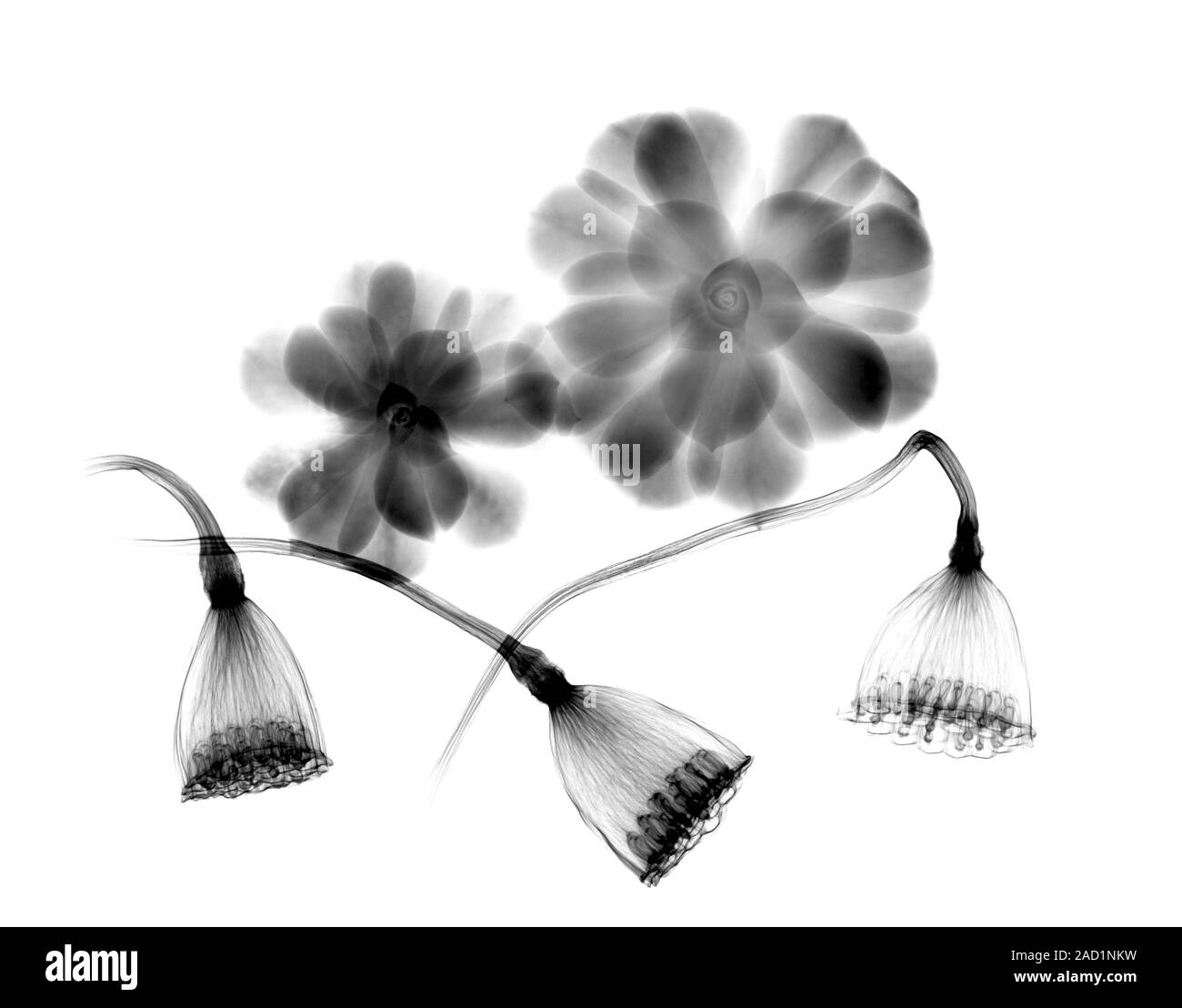 Lotus seedheads (bottom) and houseleeks (top), X-ray Stock Photo - Alamy