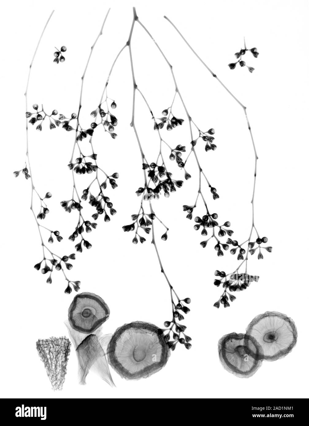 Plant foliage and mushrooms, X-ray Stock Photo - Alamy