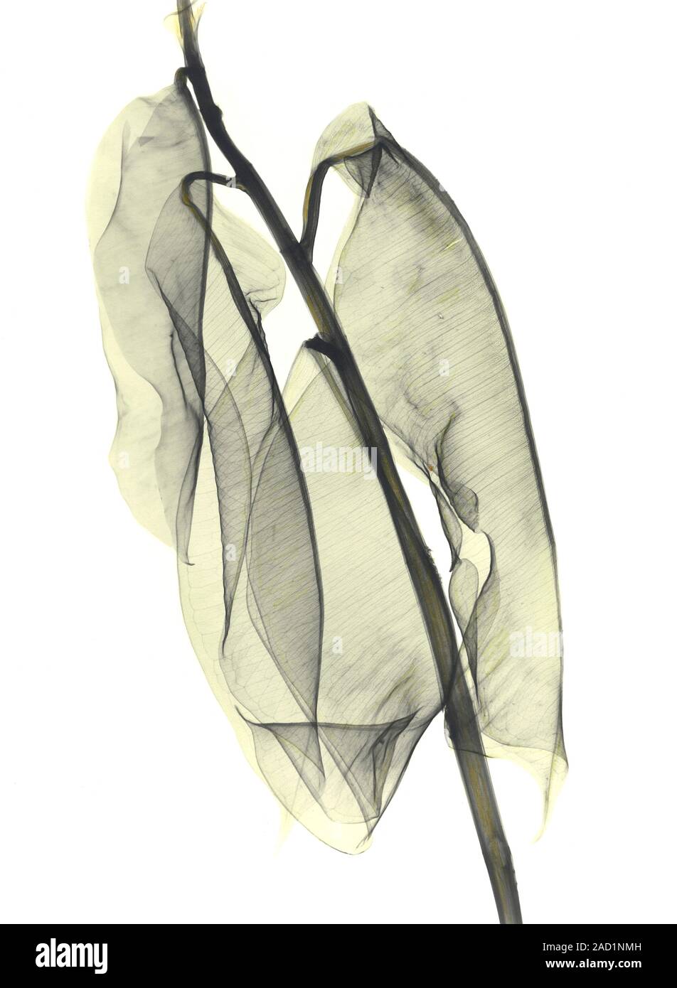 Plant leaves, coloured X-ray Stock Photo - Alamy