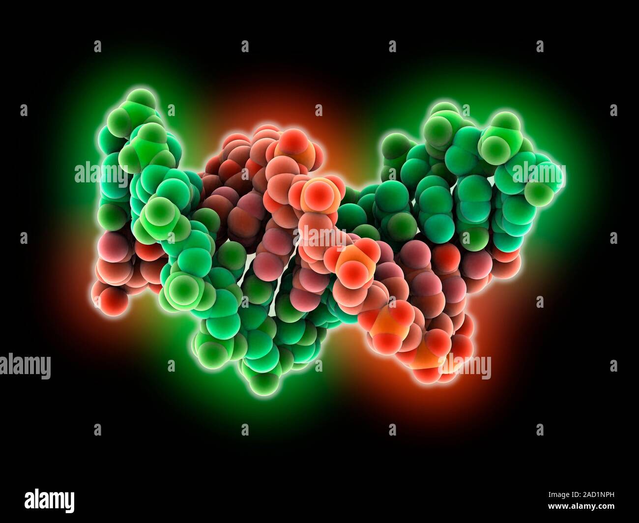HIV DNA. Molecular model of a sequence of DNA (deoxyribonucleic acid ...