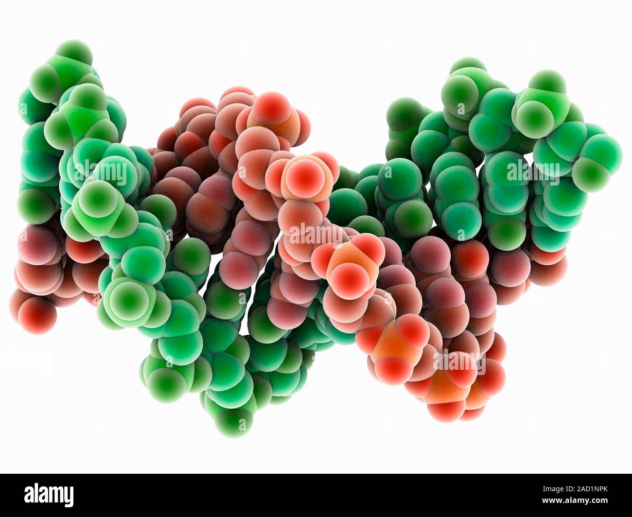 HIV DNA. Molecular model of a sequence of DNA (deoxyribonucleic acid ...