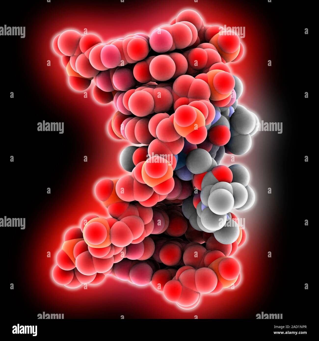 Molecular model of the antibiotic and anti-cancer drug actinomycin D ...