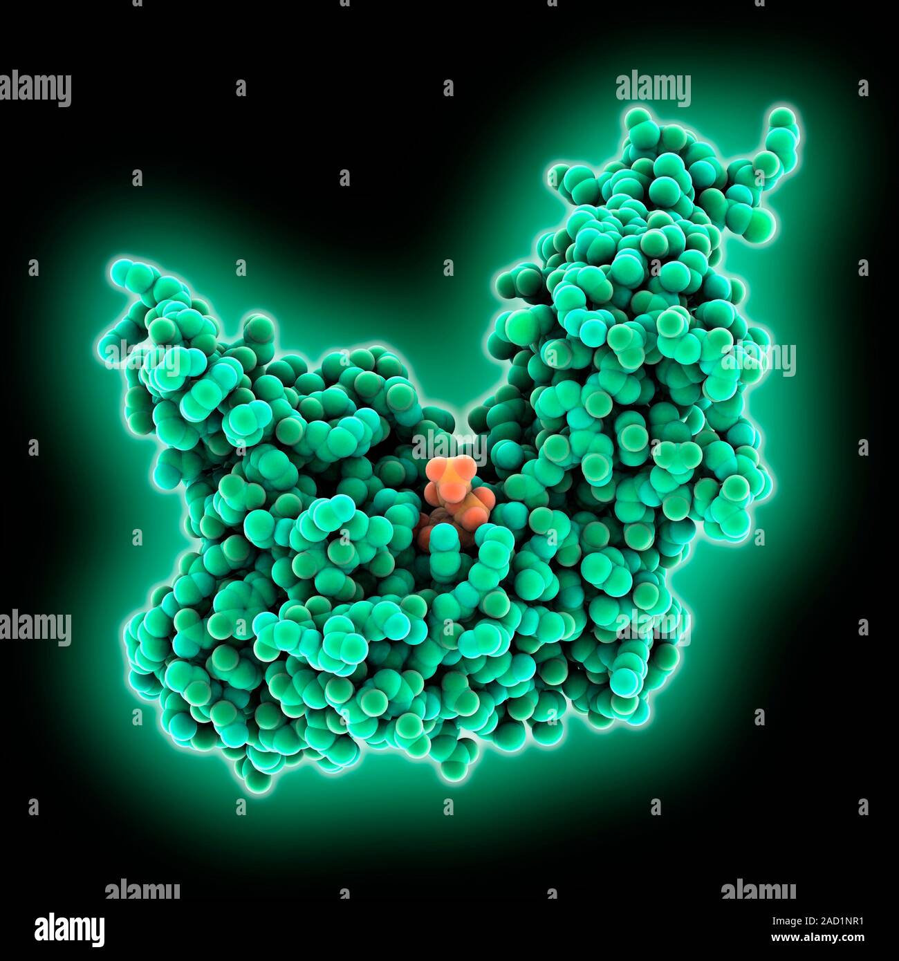 ATP dependent DNA ligase. Molecular model of ATP-dependent DNA ligase ...