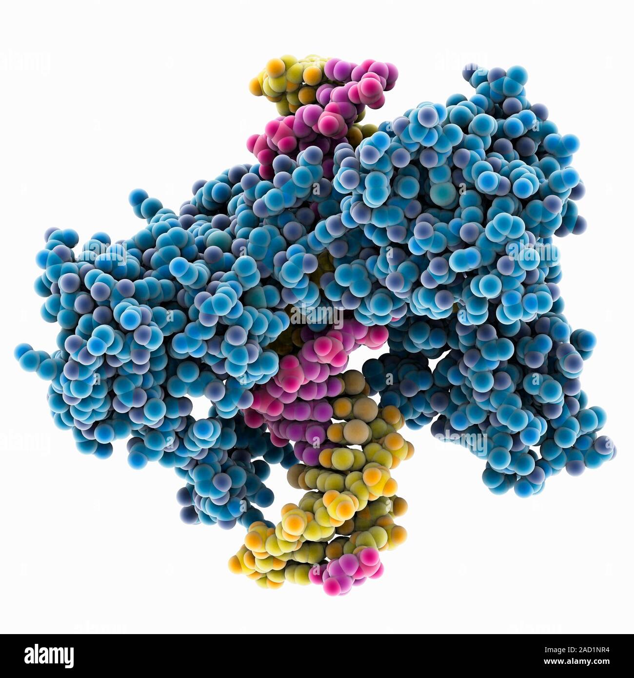 Type I topoisomerase bound to DNA. Molecular model showing a type I ...