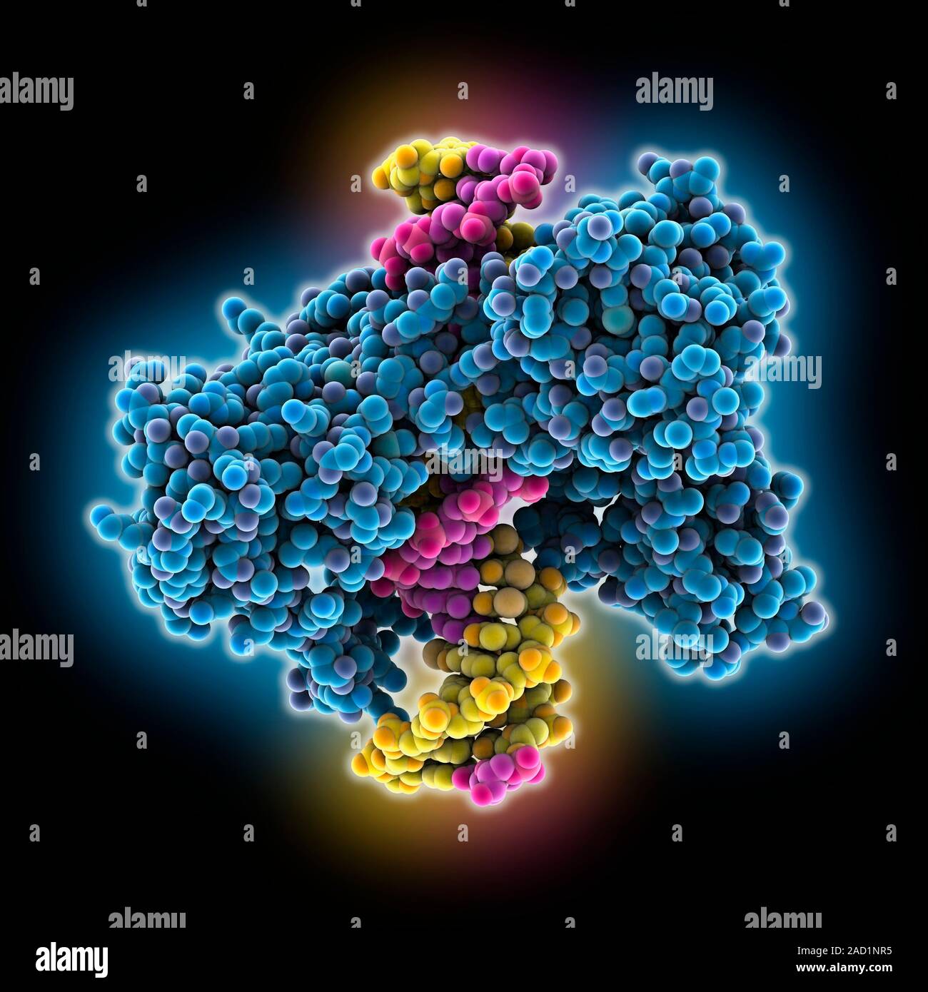 Type I topoisomerase bound to DNA. Molecular model showing a type I ...