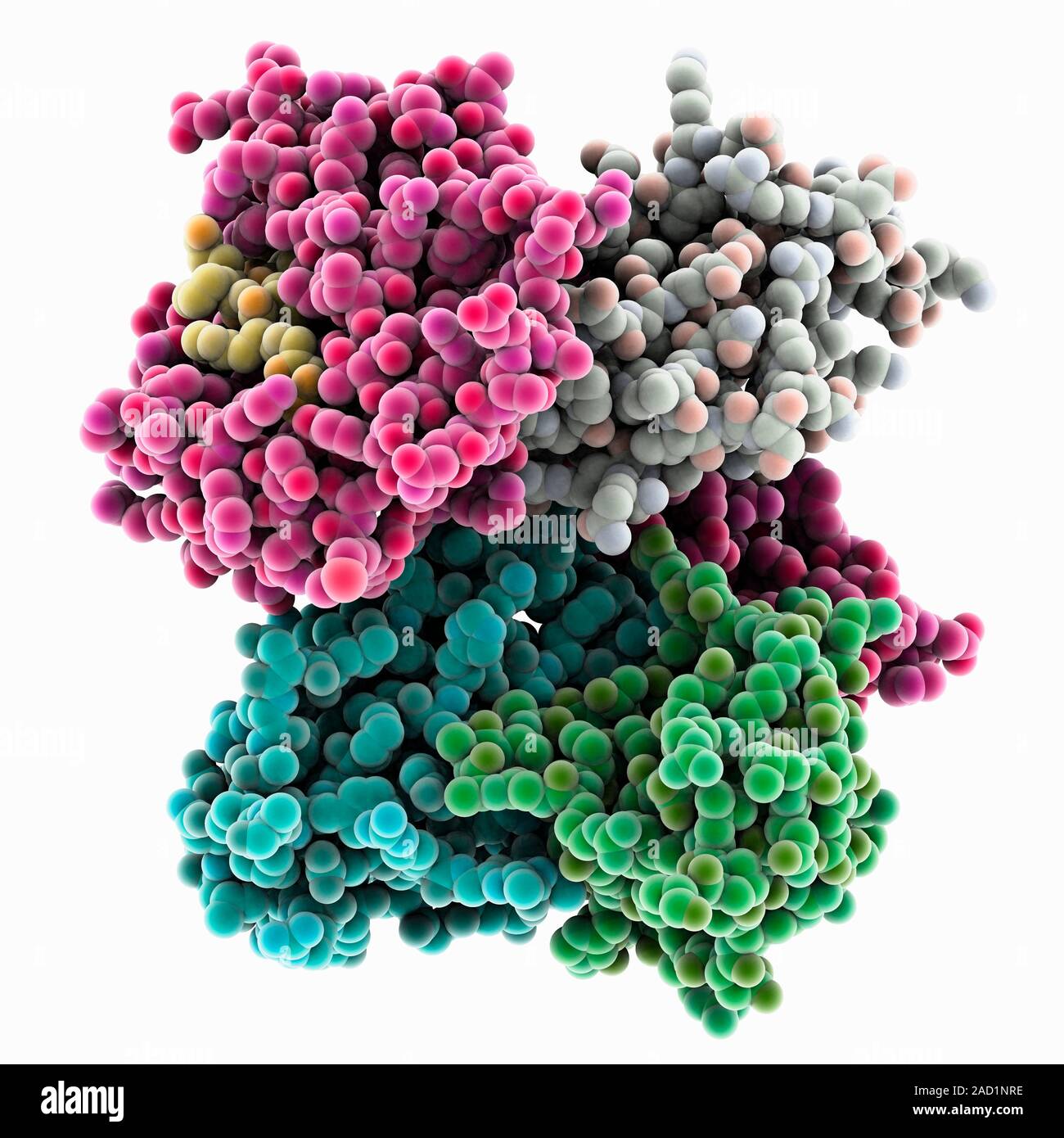 Molecular model of the T-cell co-receptor CD8 complexed with an HIV ...
