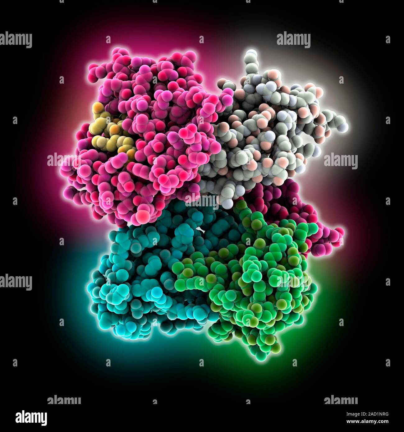 Molecular model of the T-cell co-receptor CD8 complexed with an HIV ...