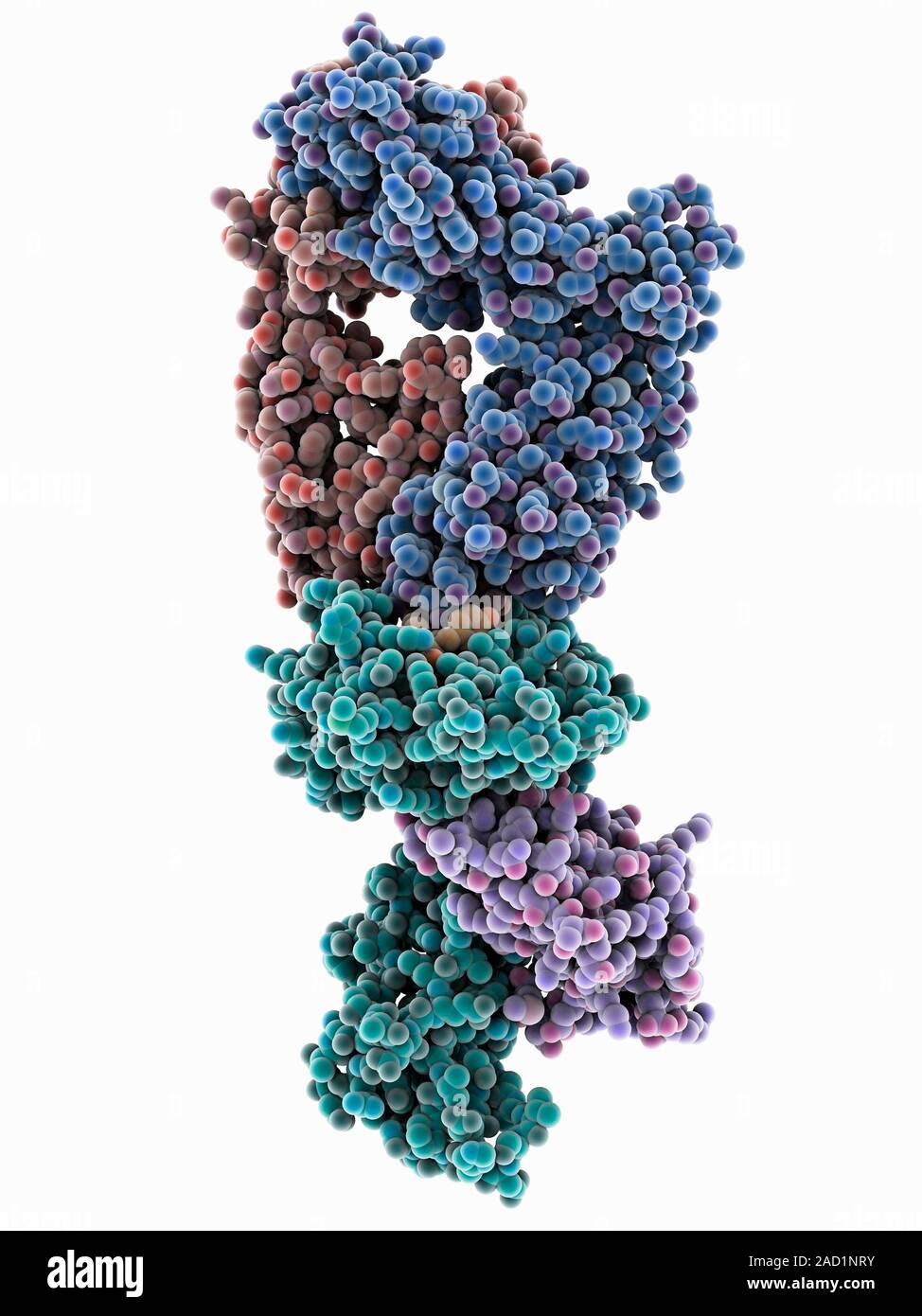 T cell receptor B7. Molecular model of the T cell receptor B7 bound to ...