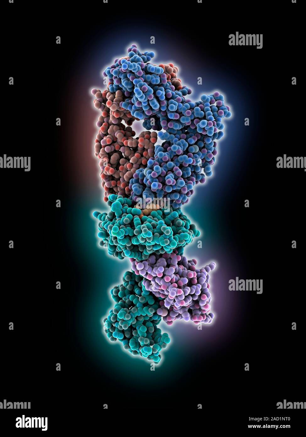 T cell receptor B7. Molecular model of the T cell receptor B7 bound to ...