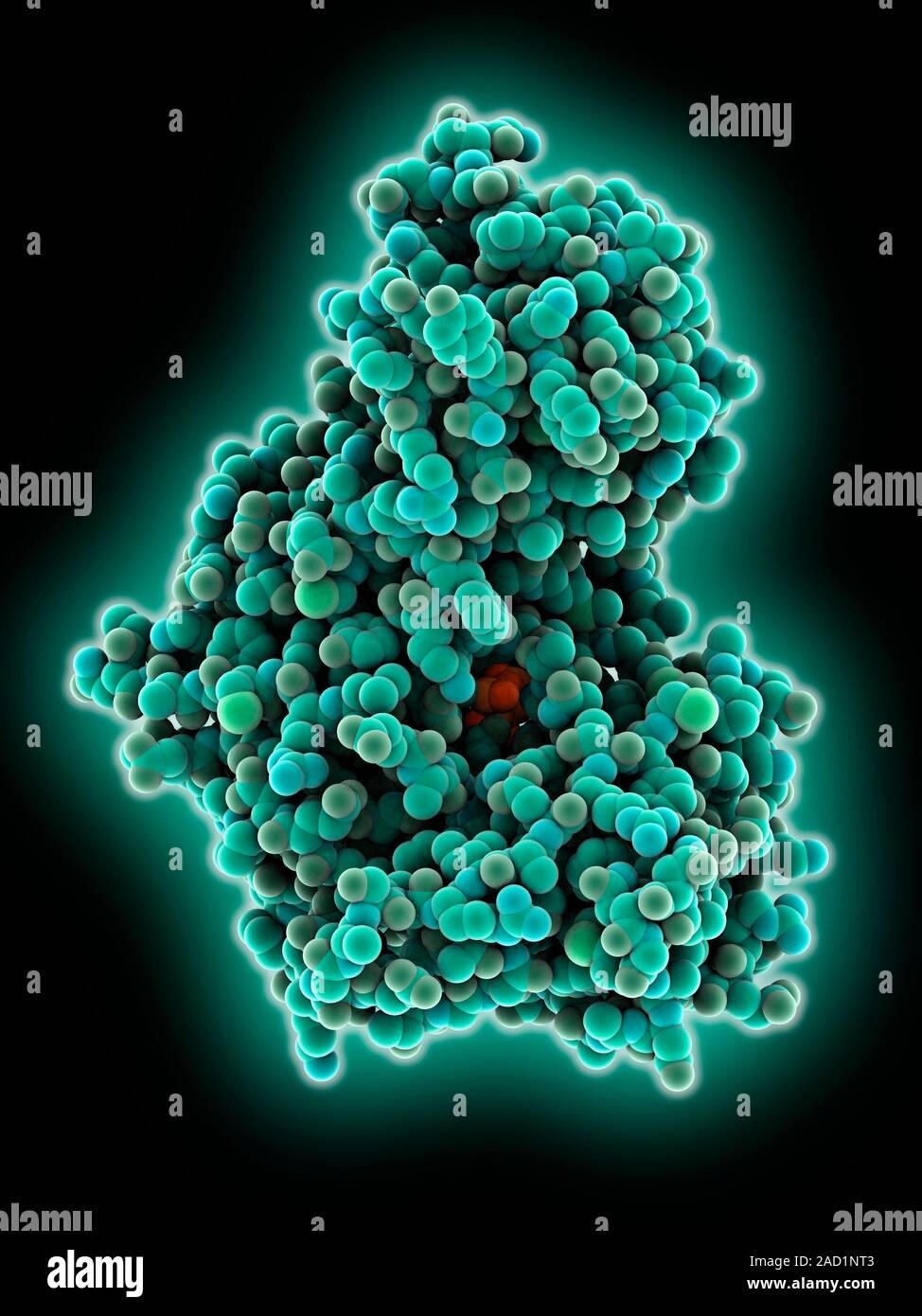 Hexokinase and glucose complex. Molecular model of a complex between ...