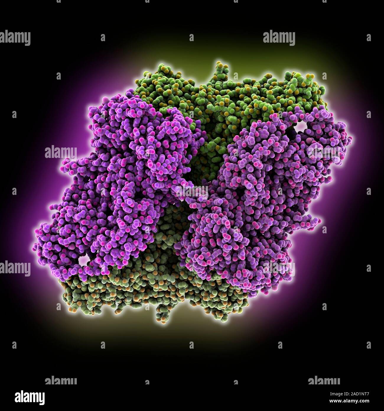 Beta-galactosidase, molecular model. This enzyme breaks down sugars ...