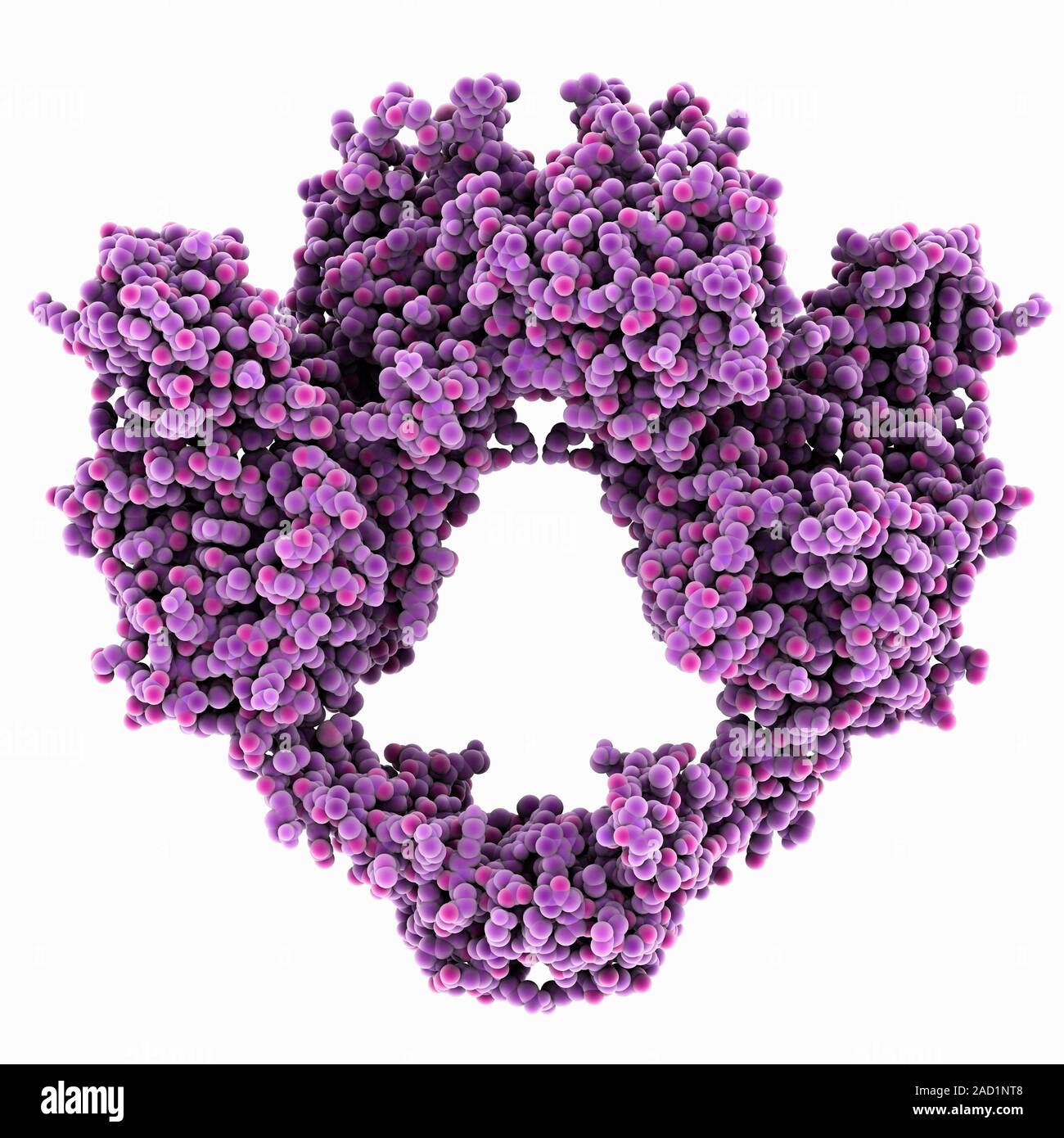 Type II topoisomerase, molecular model. The topoisomerase enzymes ...