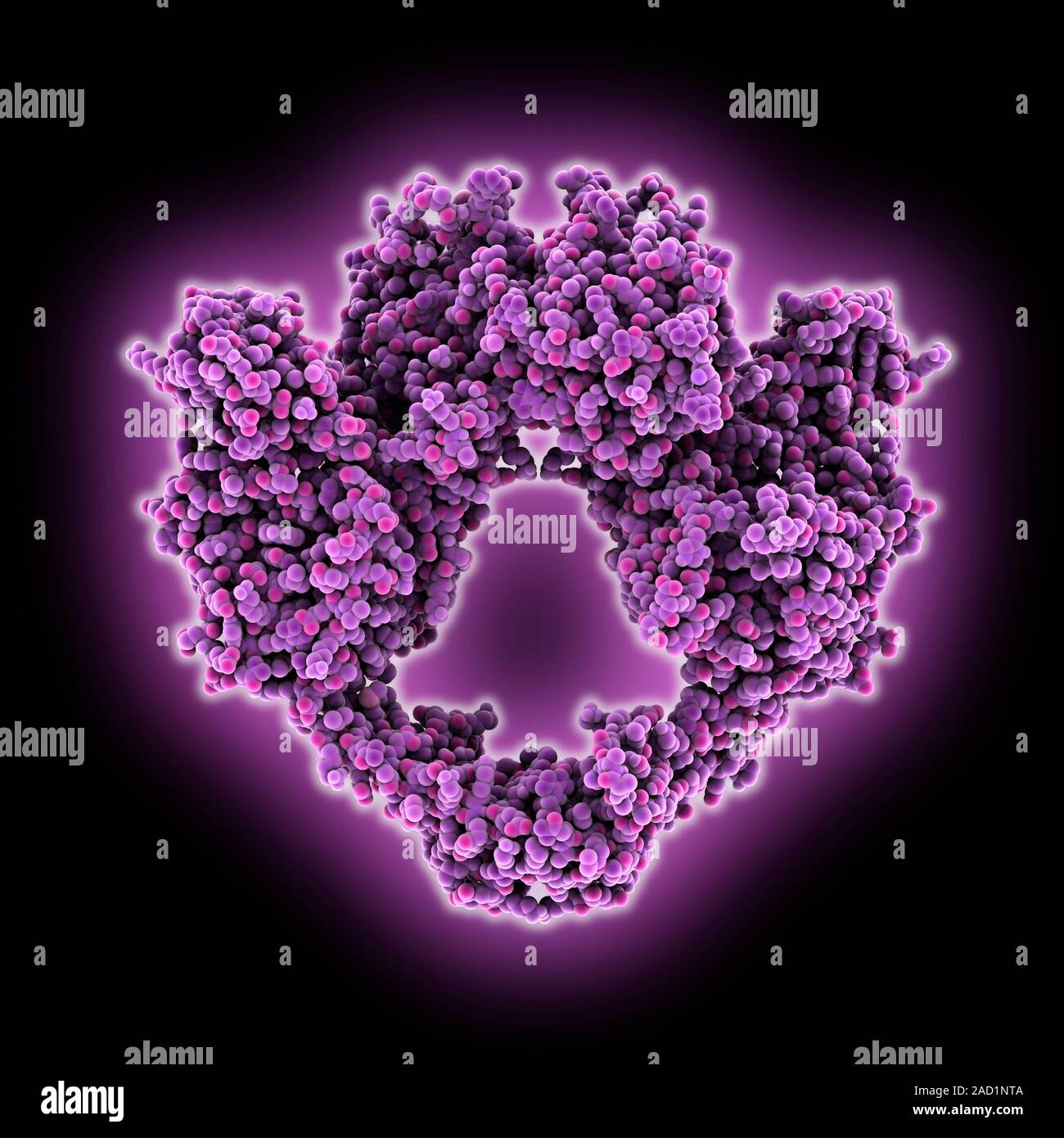 Type II topoisomerase, molecular model. The topoisomerase enzymes ...