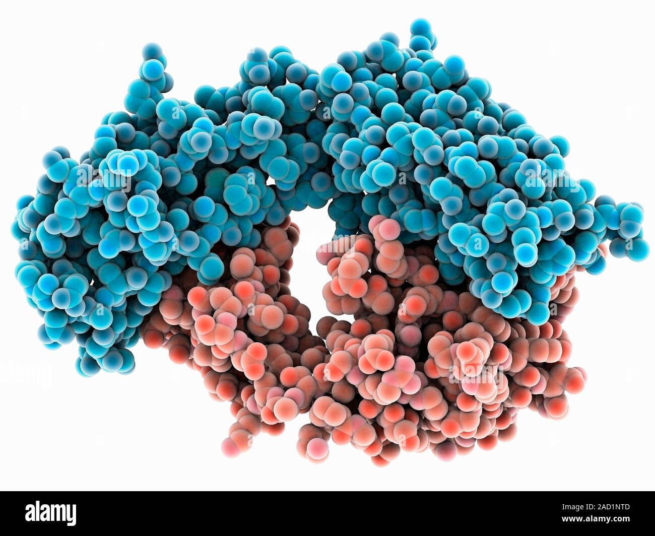 Molecular model of the fab (antigen-binding) segment of the mouse ...