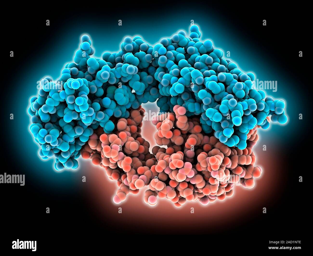 Molecular model of the fab (antigen-binding) segment of the mouse ...