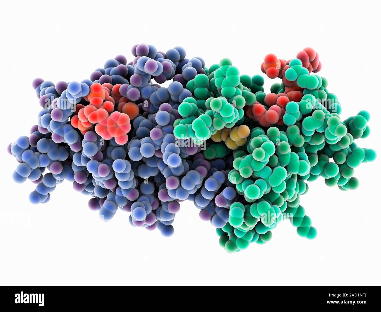 Molecular model of an acetyltransferase enzyme from the bacterium ...