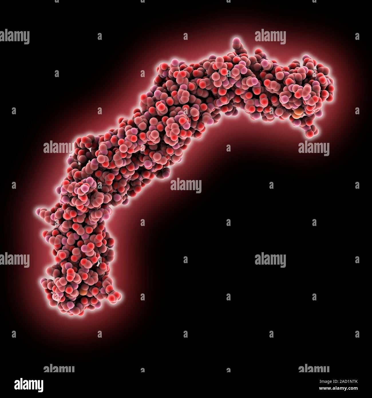 Human tissue factor. Molecular model of human tissue factor, also known ...