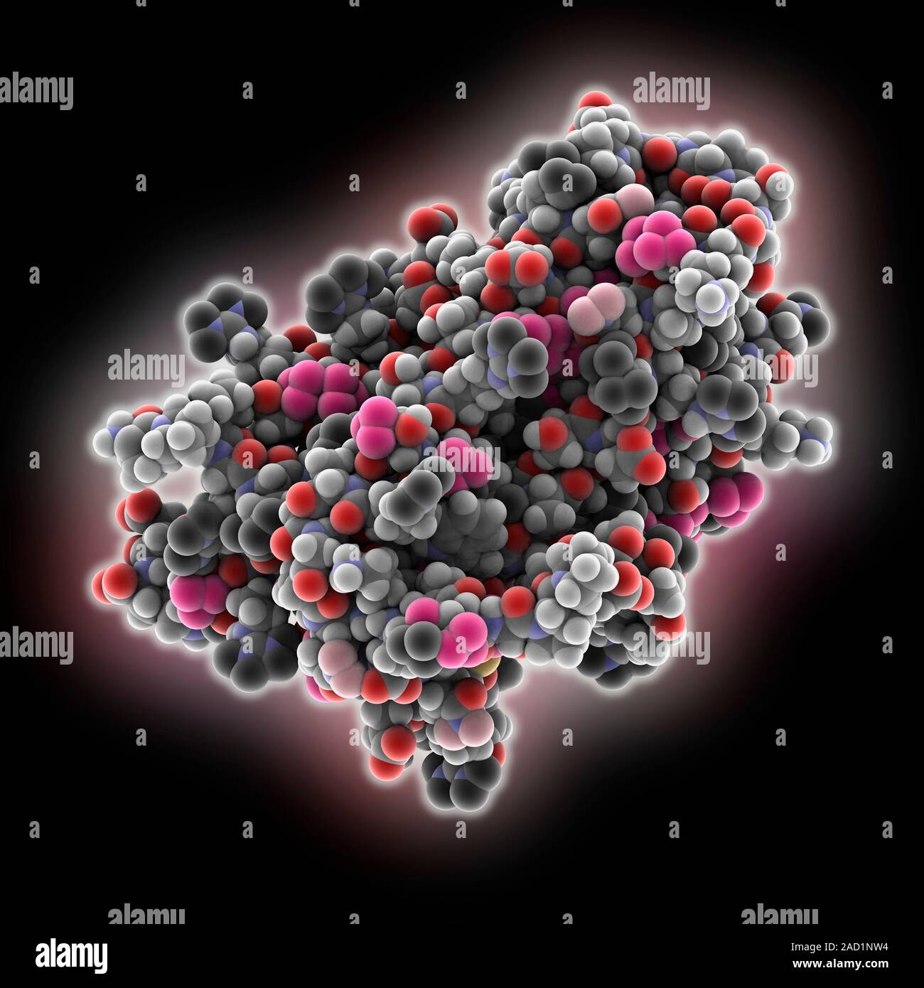 Erythropoietin. Molecular model of the human erythropoietin (EPO ...