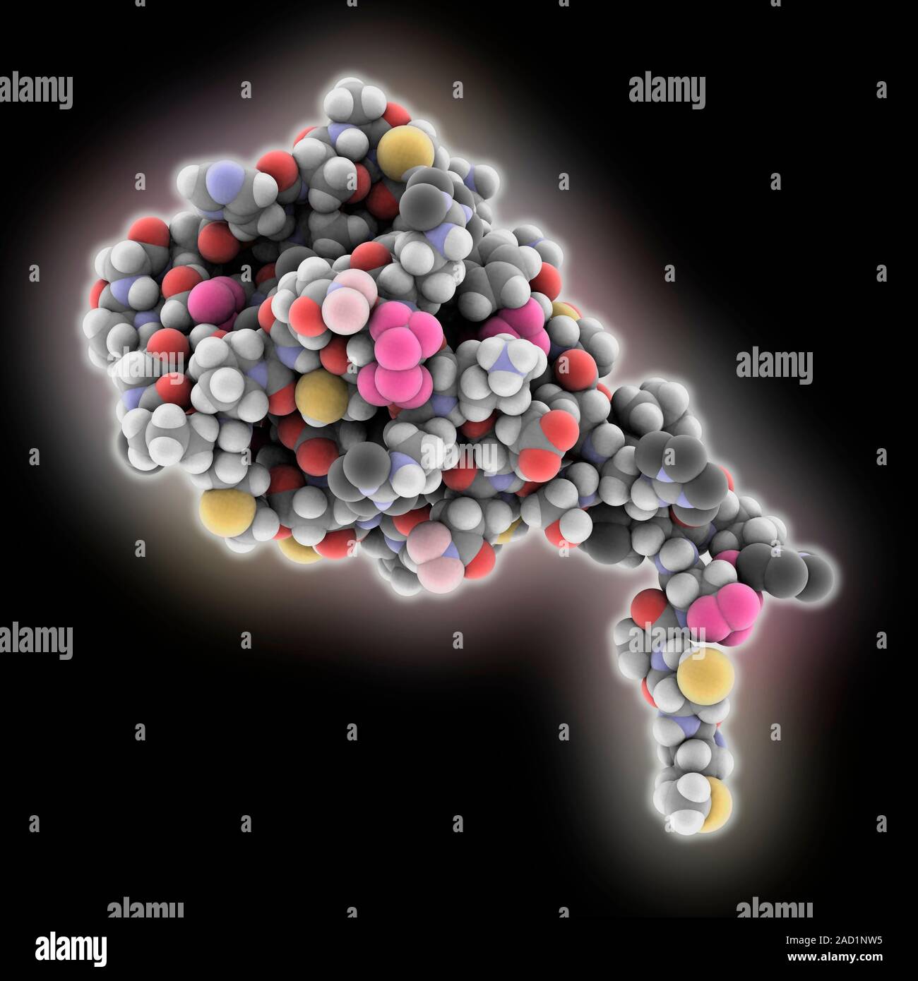 Molecular model of the enzyme caspase-activated DNase, a protein ...