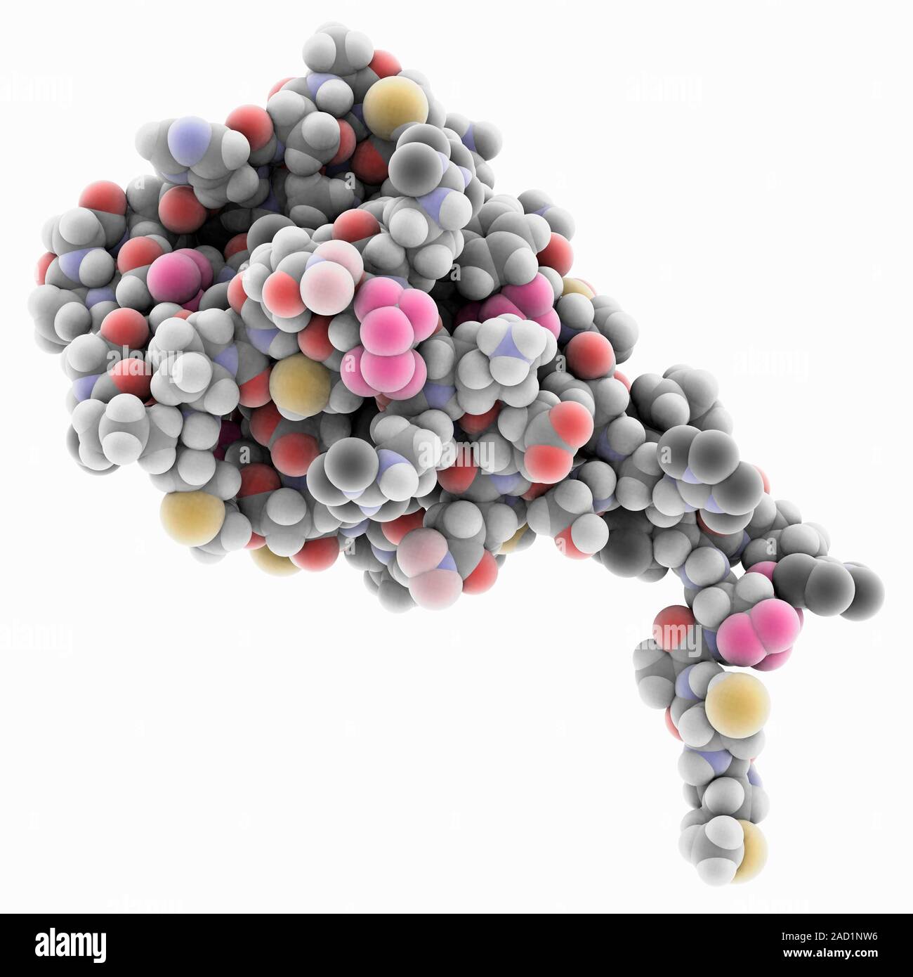 Molecular model of the enzyme caspase-activated DNase, a protein ...