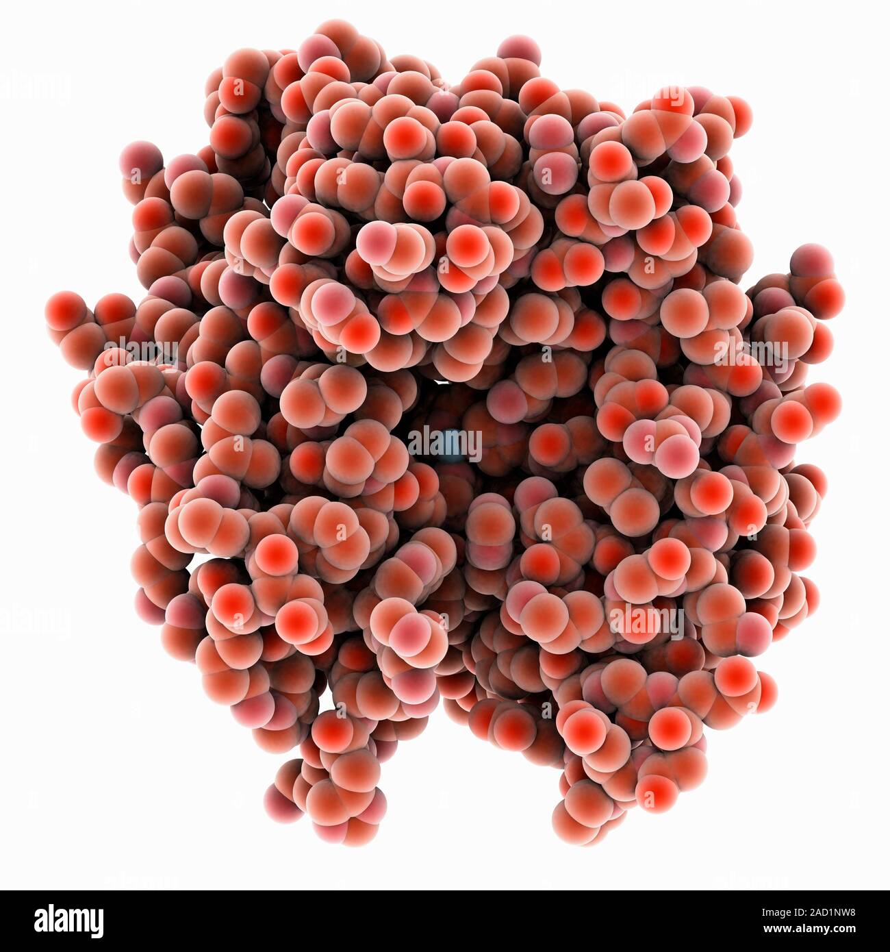 Carbonic anhydrase II, molecular model. This enzyme catalyses the ...
