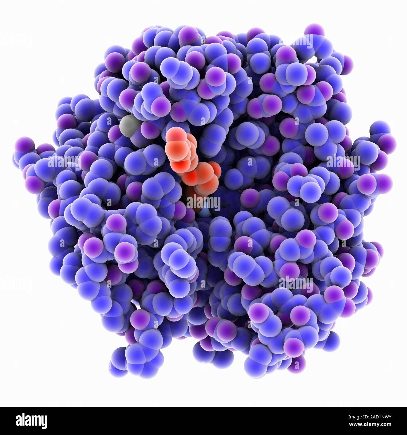 Human carbonic anhydrase III, molecular model. This enzyme catalyses ...