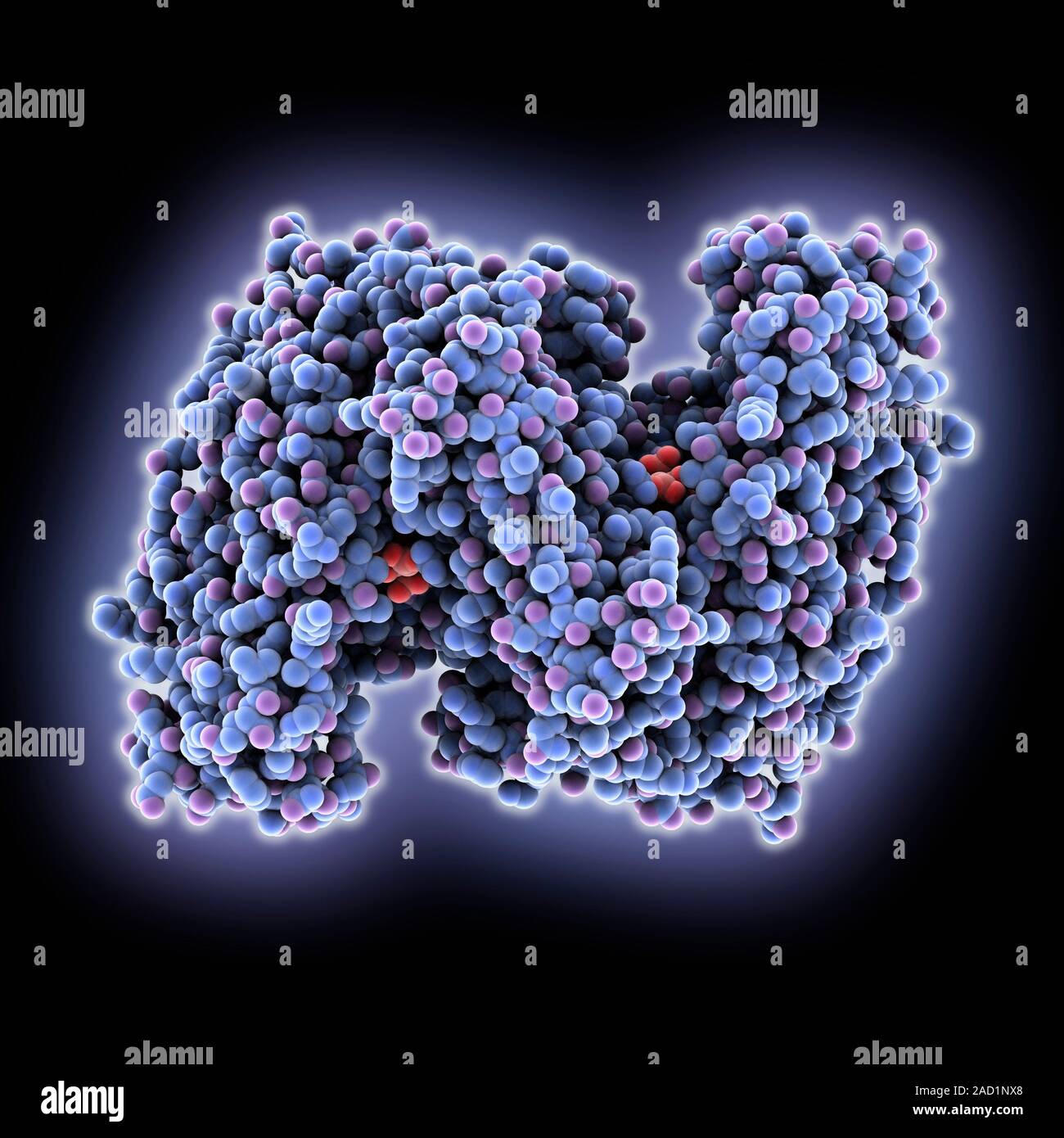 Citrate synthase, molecular model. This enzyme is involved in the first ...