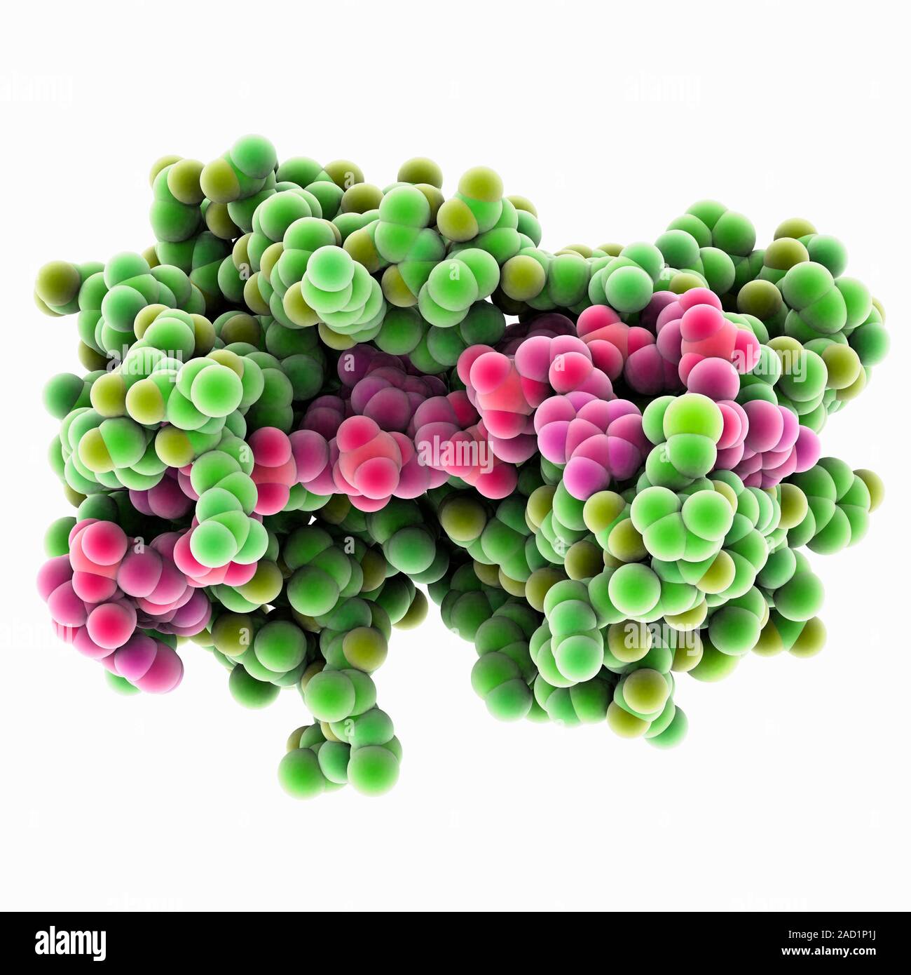 Poly(A)-binding protein and RNA complex. Molecular model showing the ...