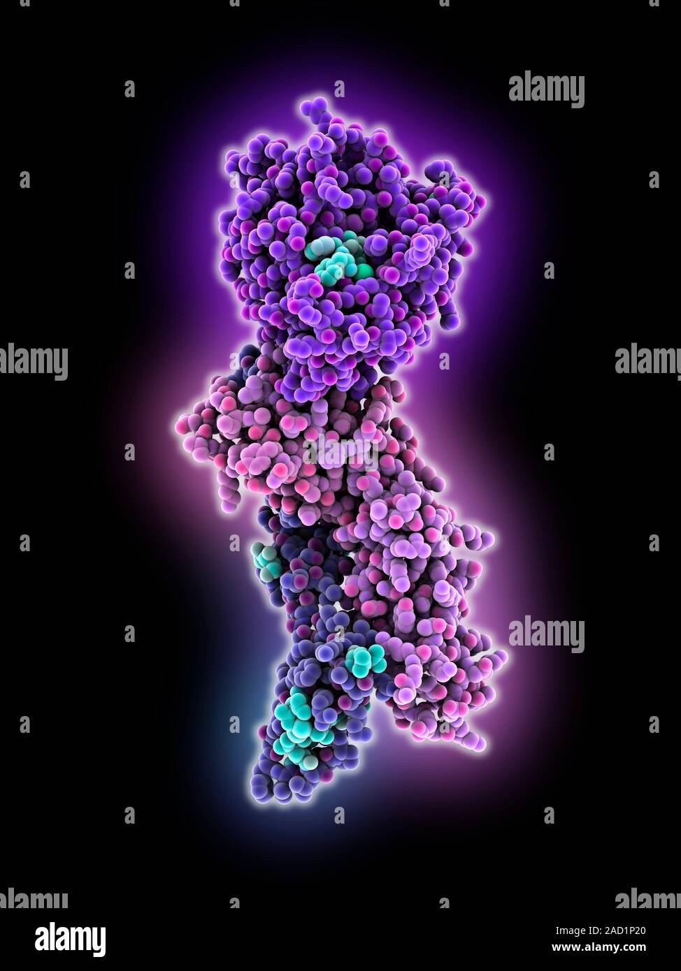Coagulation factor complex molecule. Molecular model showing a blood ...