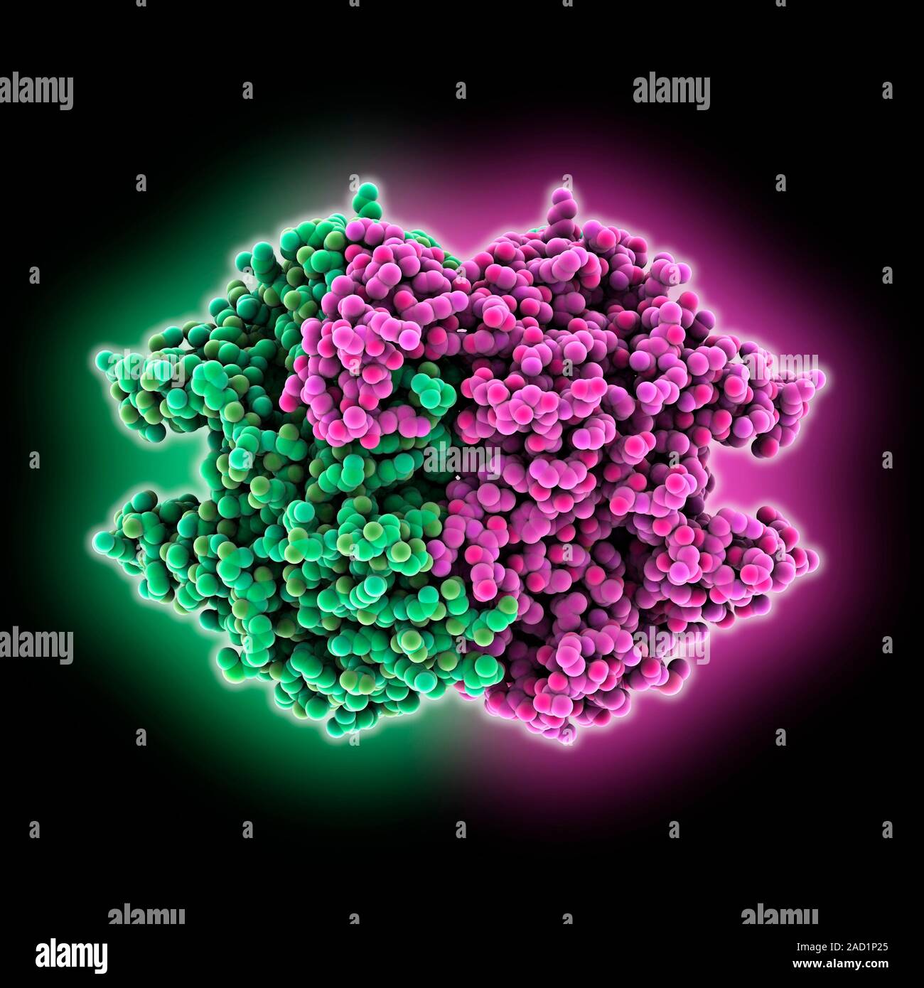 Beta-carbonic anhydrase, molecular model. This enzyme is from the red ...