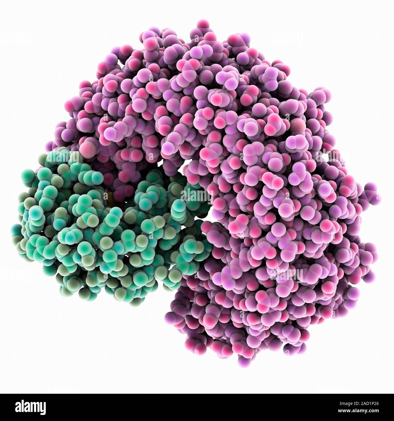 Ribonuclease bound to inhibitor, molecular model. Ribonuclease (RNase ...