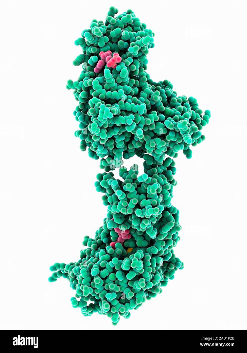 Hexokinase, molecular model. This enzyme promotes the conversion ...