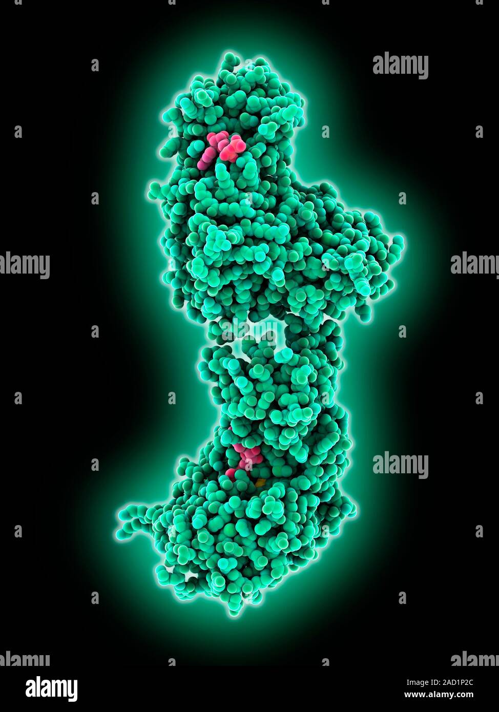 Hexokinase, molecular model. This enzyme promotes the conversion ...