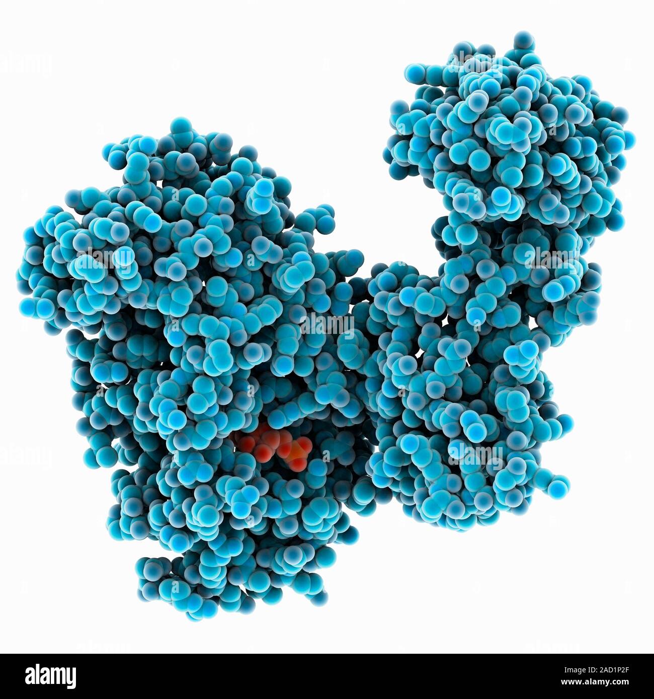 NAD dependent DNA ligase. Molecular model of NAD(+)-dependent DNA ...