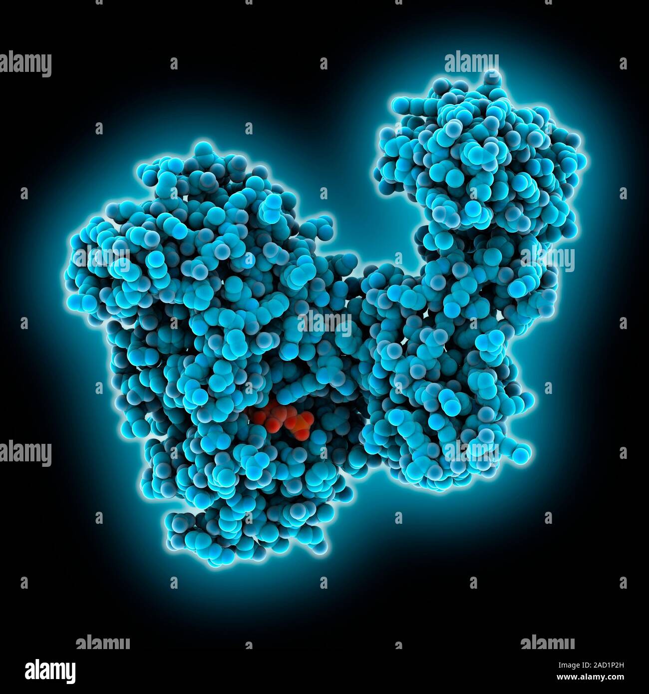 NAD dependent DNA ligase. Molecular model of NAD(+)-dependent DNA ...