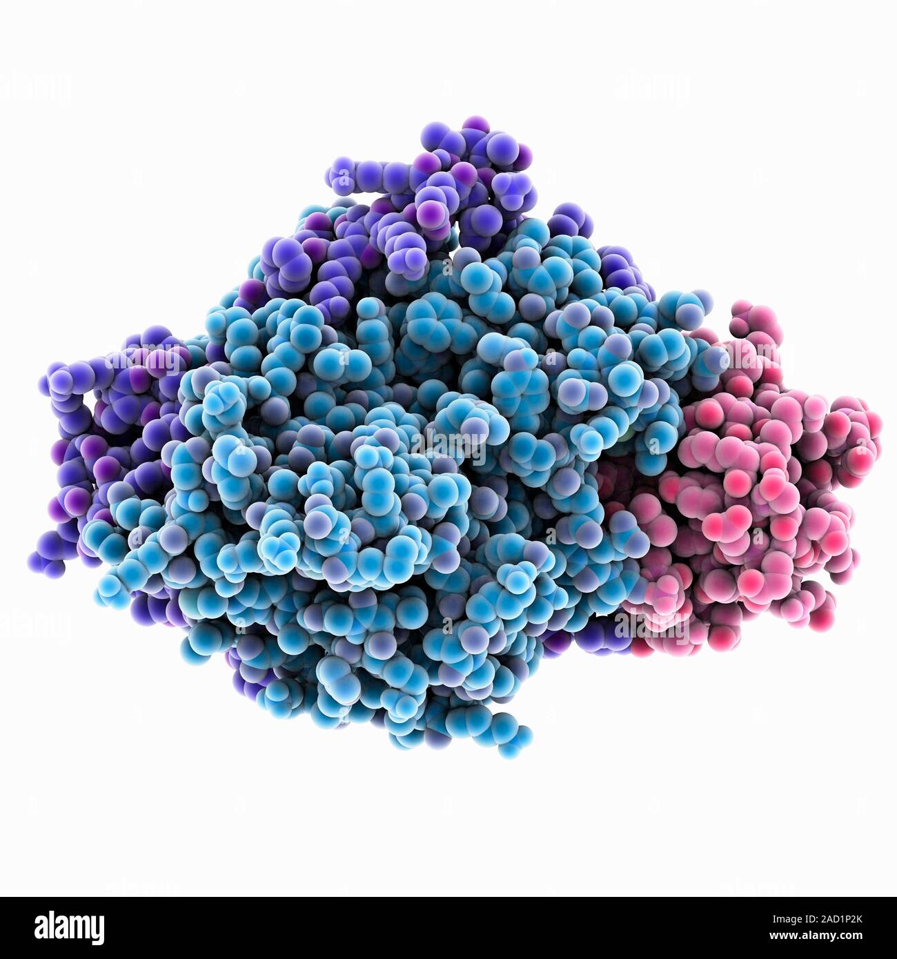 Iron hydrogenase-cytochrome complex. Molecular model of the enzyme iron ...