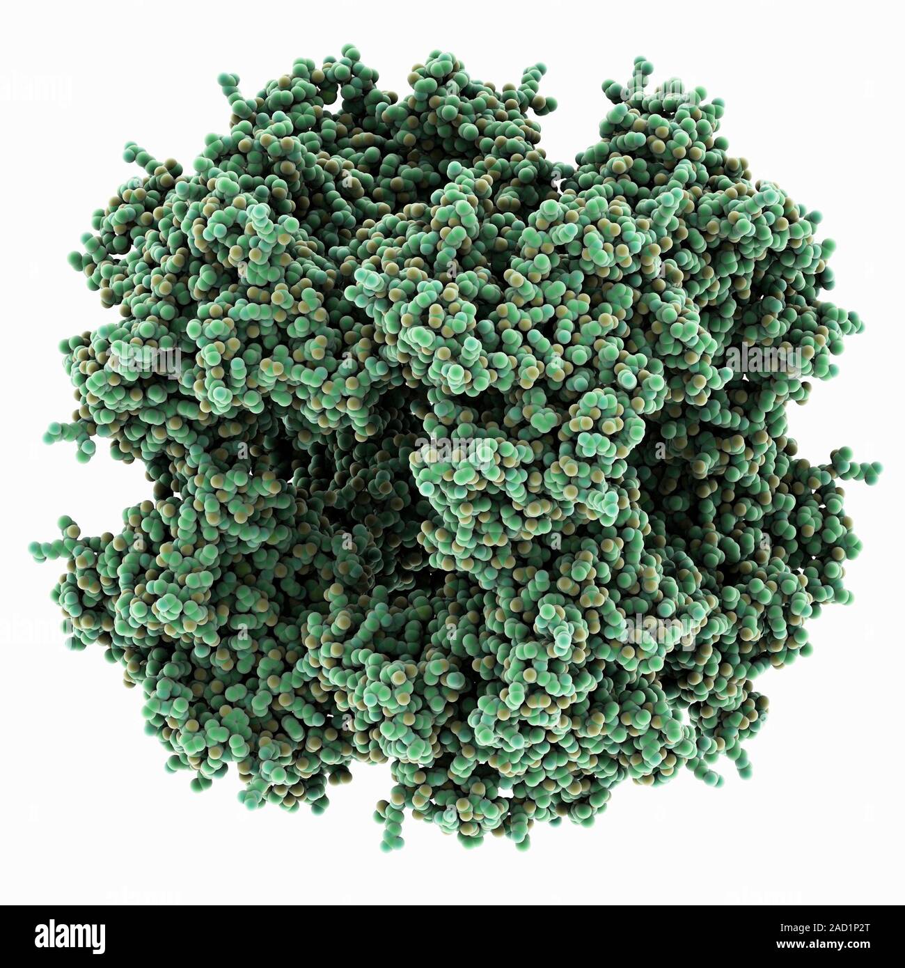 Citrate acid cycle enzyme. Molecular model of the enzyme ...