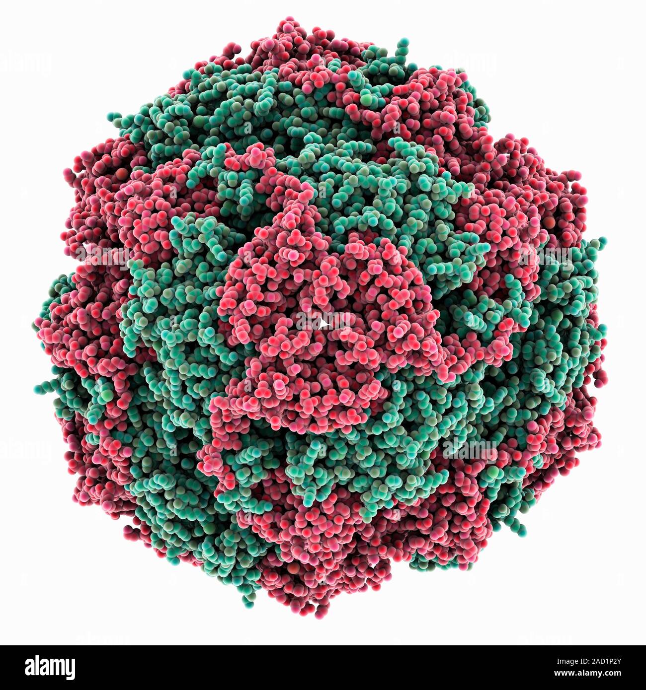Urease, molecular model. This enzyme catalyses the hydrolysis of urea ...