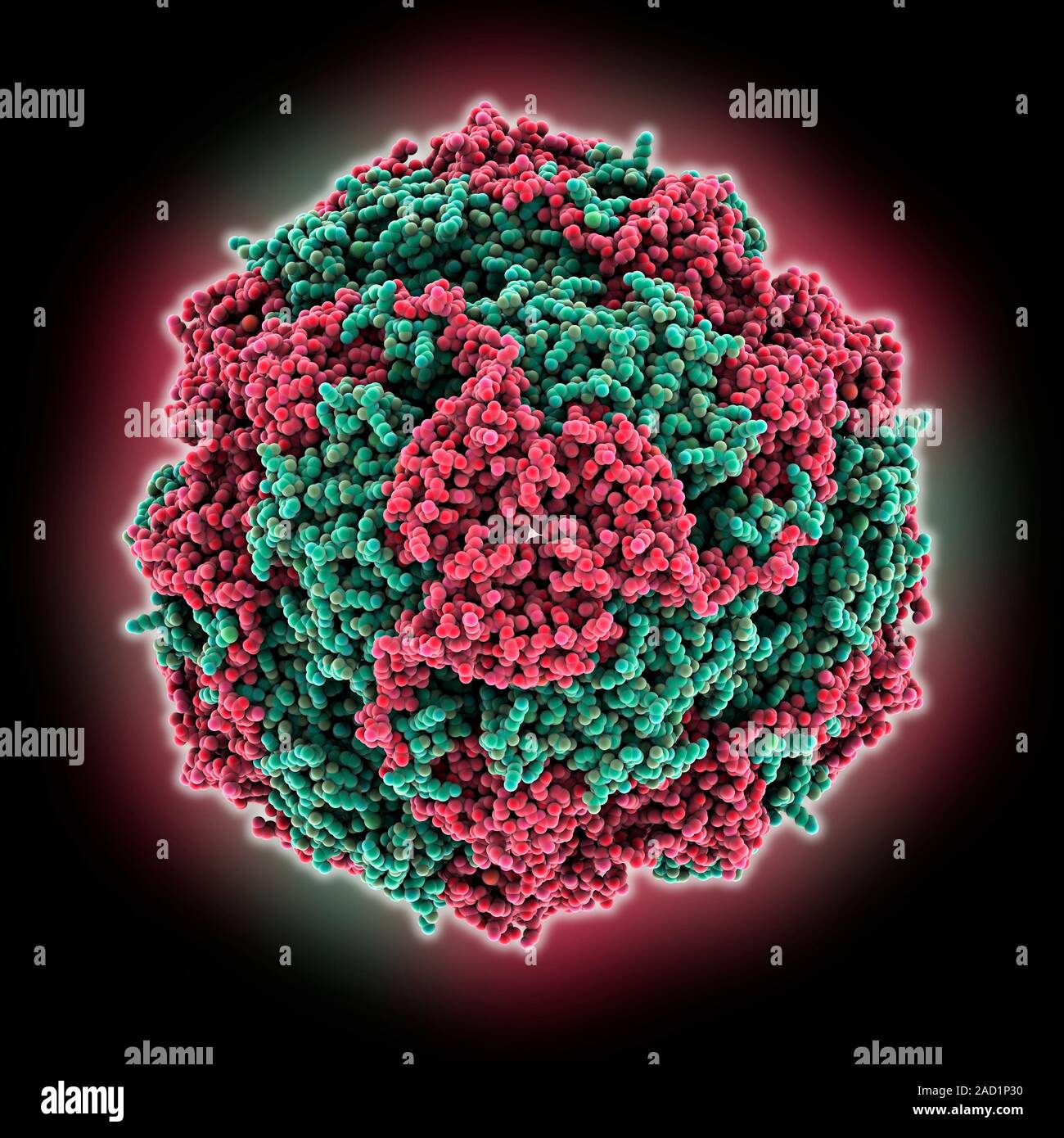 Urease, molecular model. This enzyme catalyses the hydrolysis of urea ...