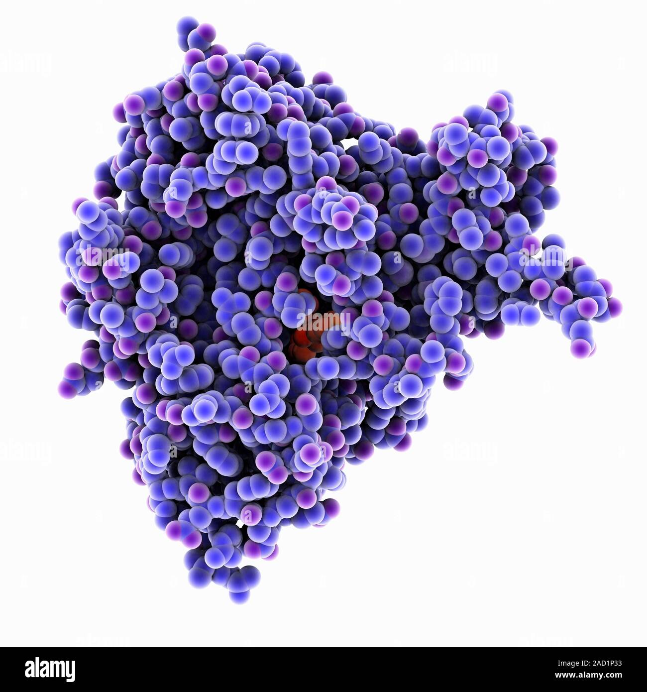 Cytochrome P450 and fluconazole. Molecular model of cytochrome P450 ...