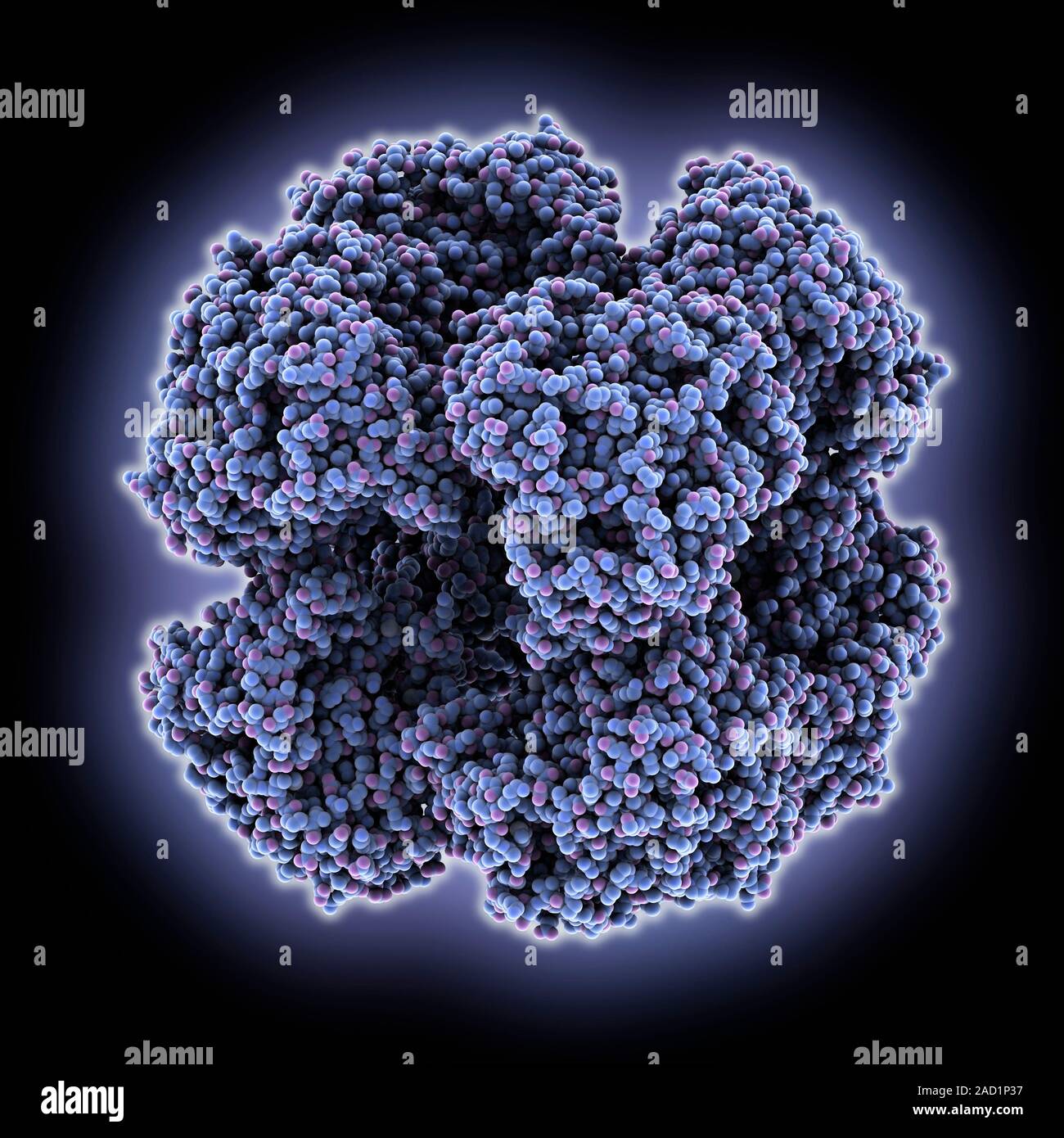 Pyruvate dehydrogenase complex enzyme. Molecular model of dihydrolipoyl ...