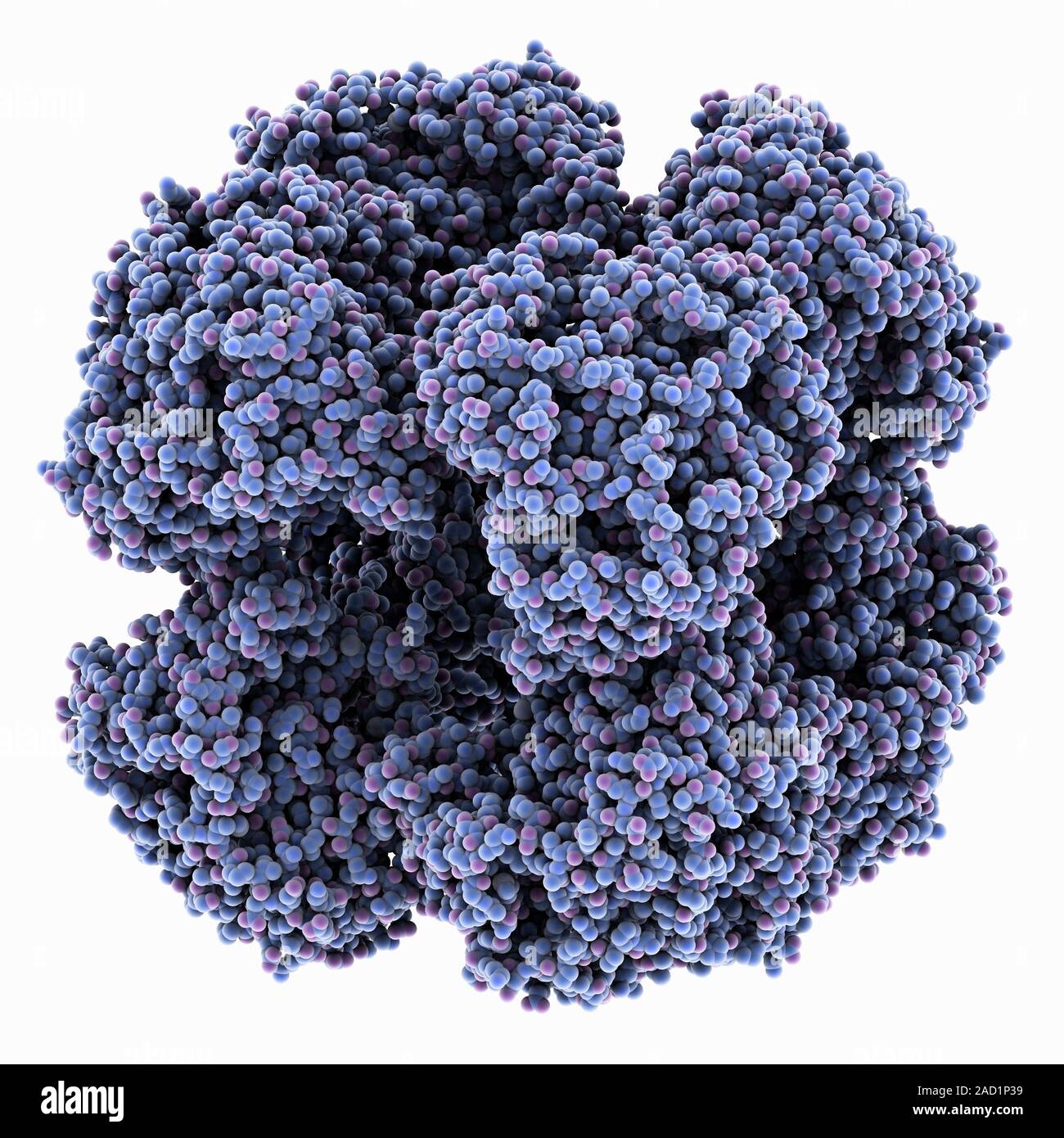 Pyruvate dehydrogenase complex enzyme. Molecular model of dihydrolipoyl ...