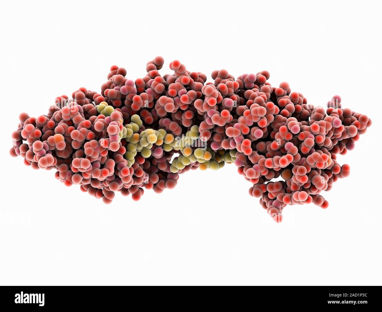 Importin and nucleoplasmin complex, molecular model. Nucleoplasmin tags ...