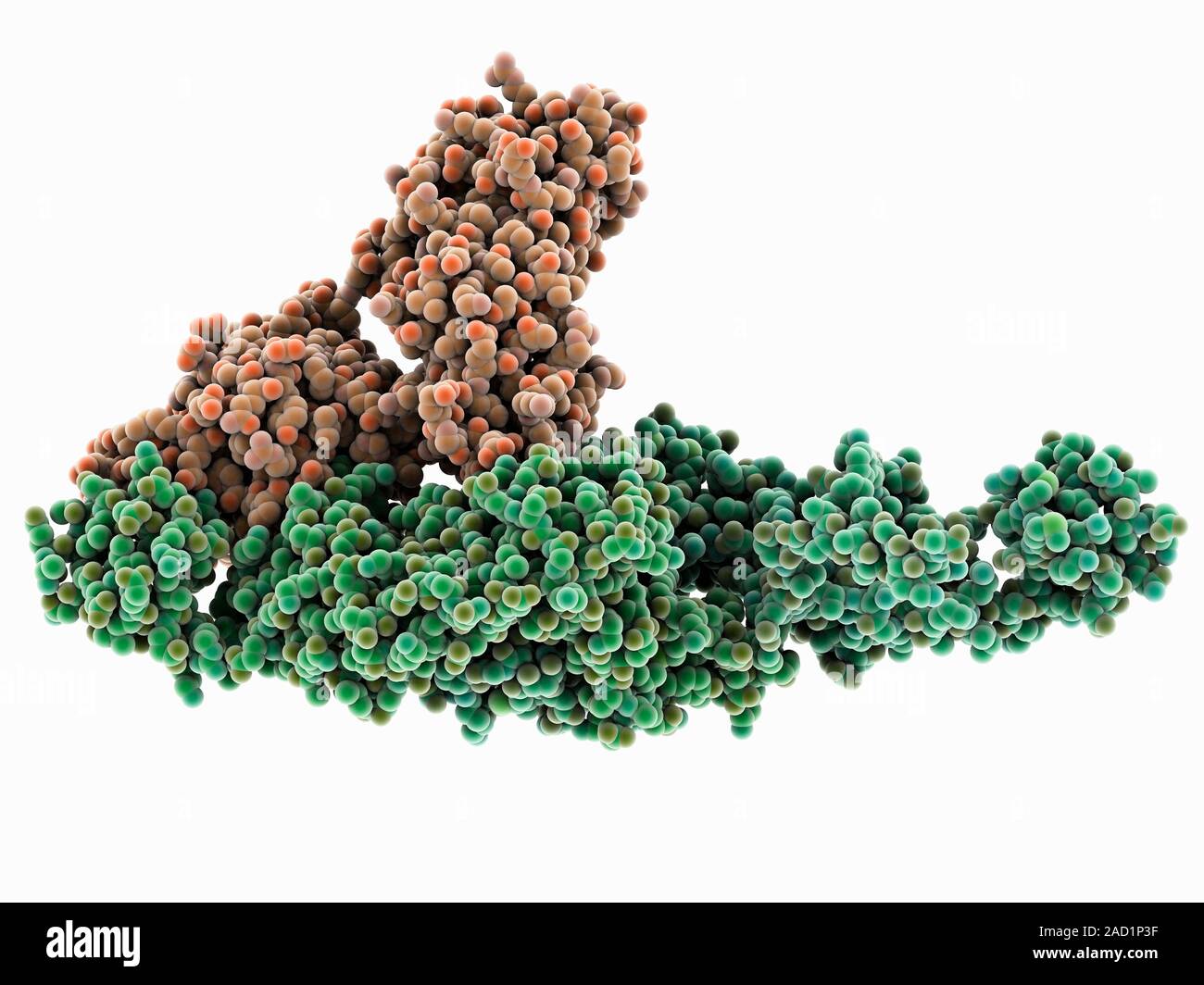 Elongation factors Tu and Ts, molecular model. These enzymes are ...