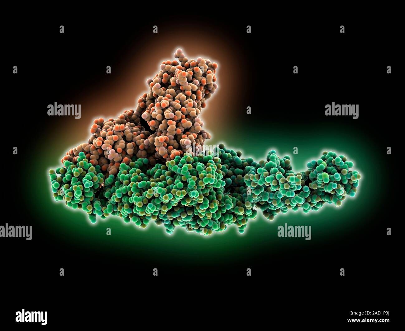 Elongation factors Tu and Ts, molecular model. These enzymes are ...
