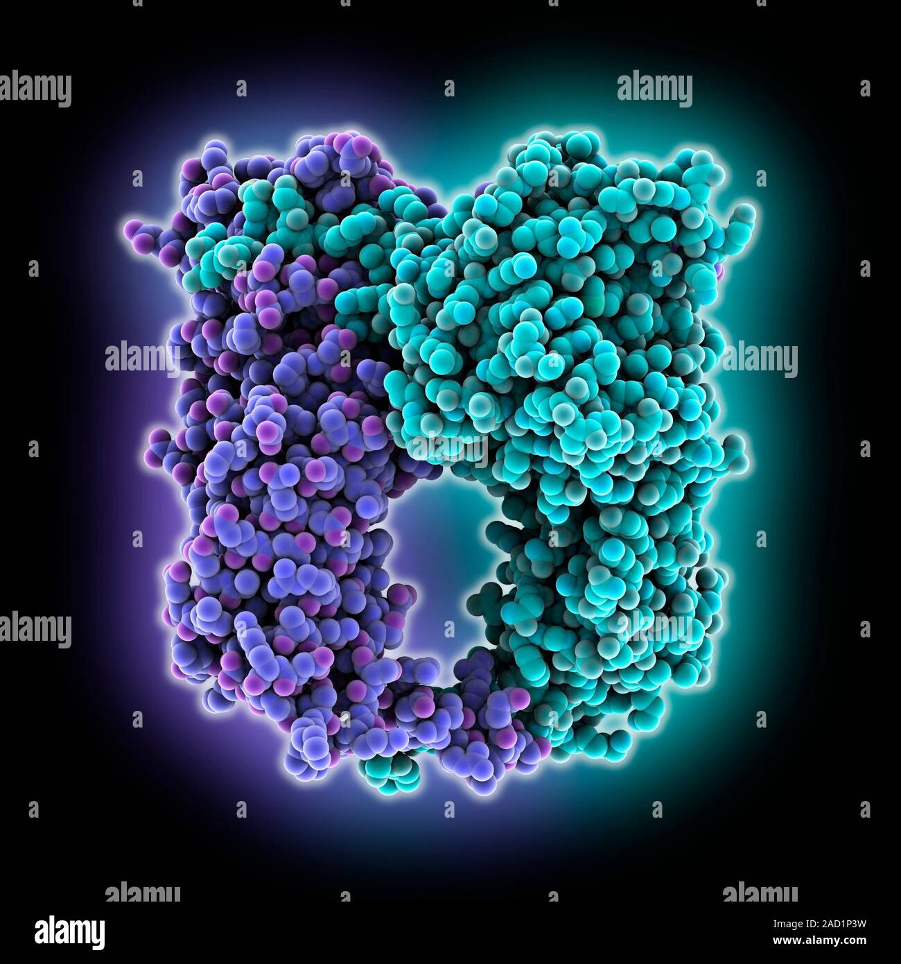 DNA gyrase protein segment, molecular model. The DNA gyrase enzyme ... DNA gyrase protein segment, molecular model. The DNA gyrase enzyme ...